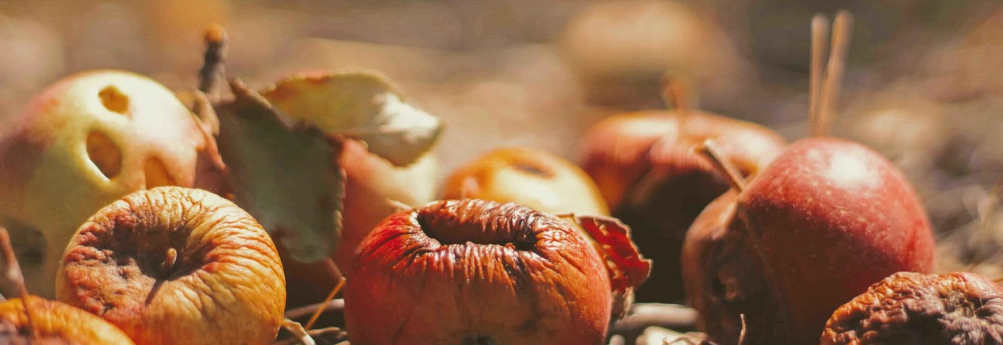 Germany’s food waste - from the refrigerator to the dumpster