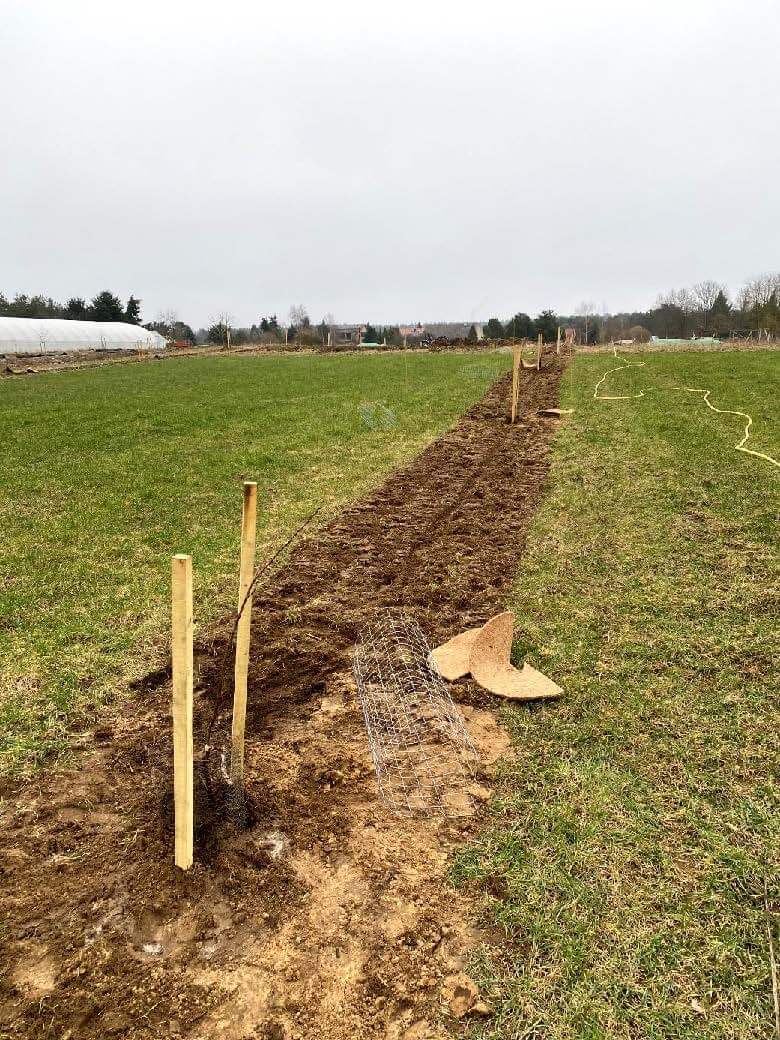 Agroforestry system on the “Good Food Syndicate” farm